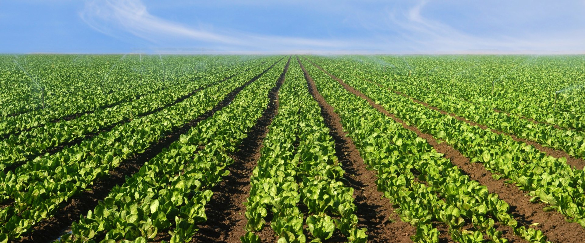 What Crops Were Grown on Plantations in Broward County, FL?